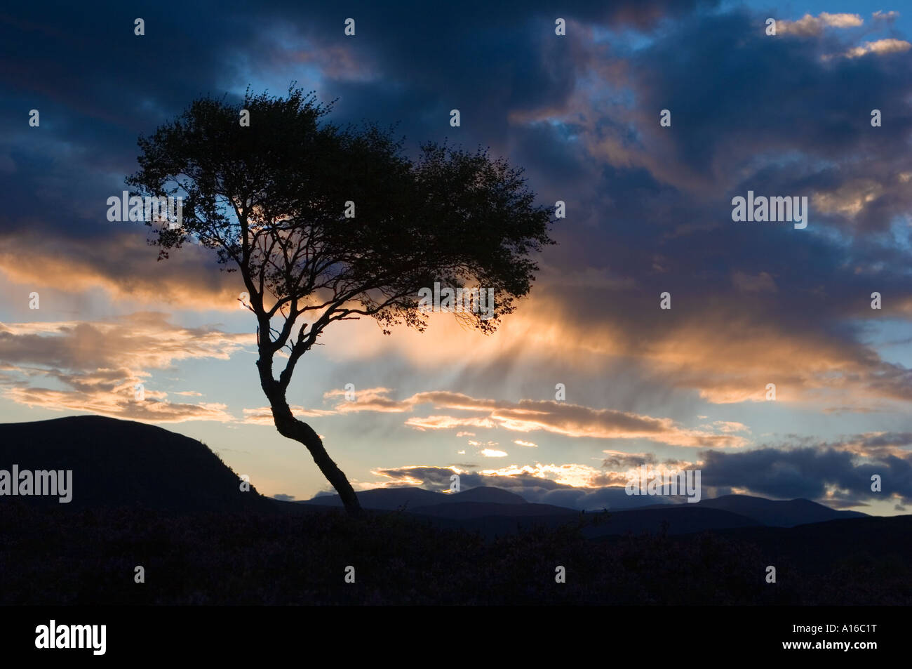 Sunset over heather moors with Single Silver birch, Mar Lodge Estate ...