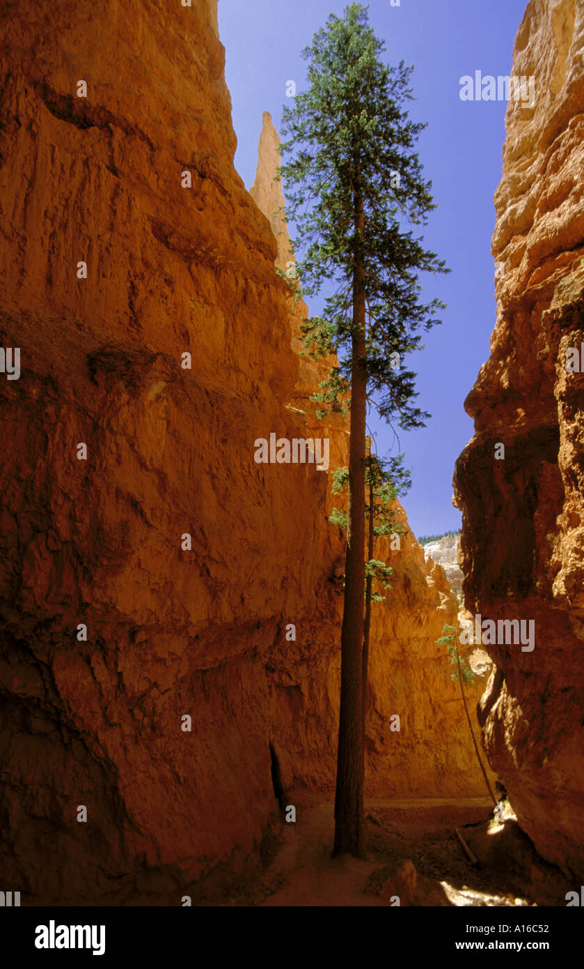 tree between rocks in bryce canyon Stock Photo - Alamy