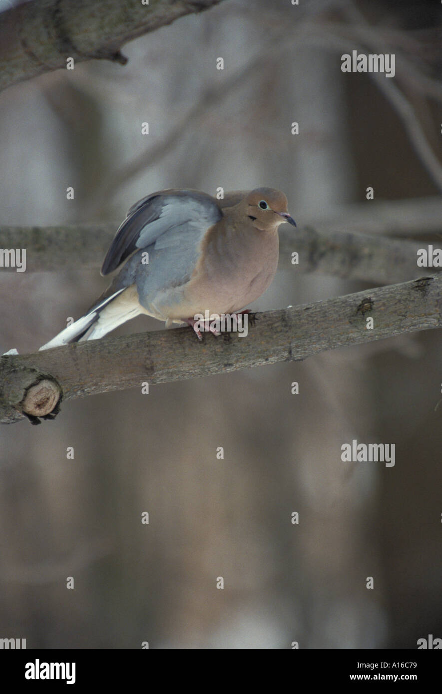 Dove sitting on a tree branch Stock Photo - Alamy