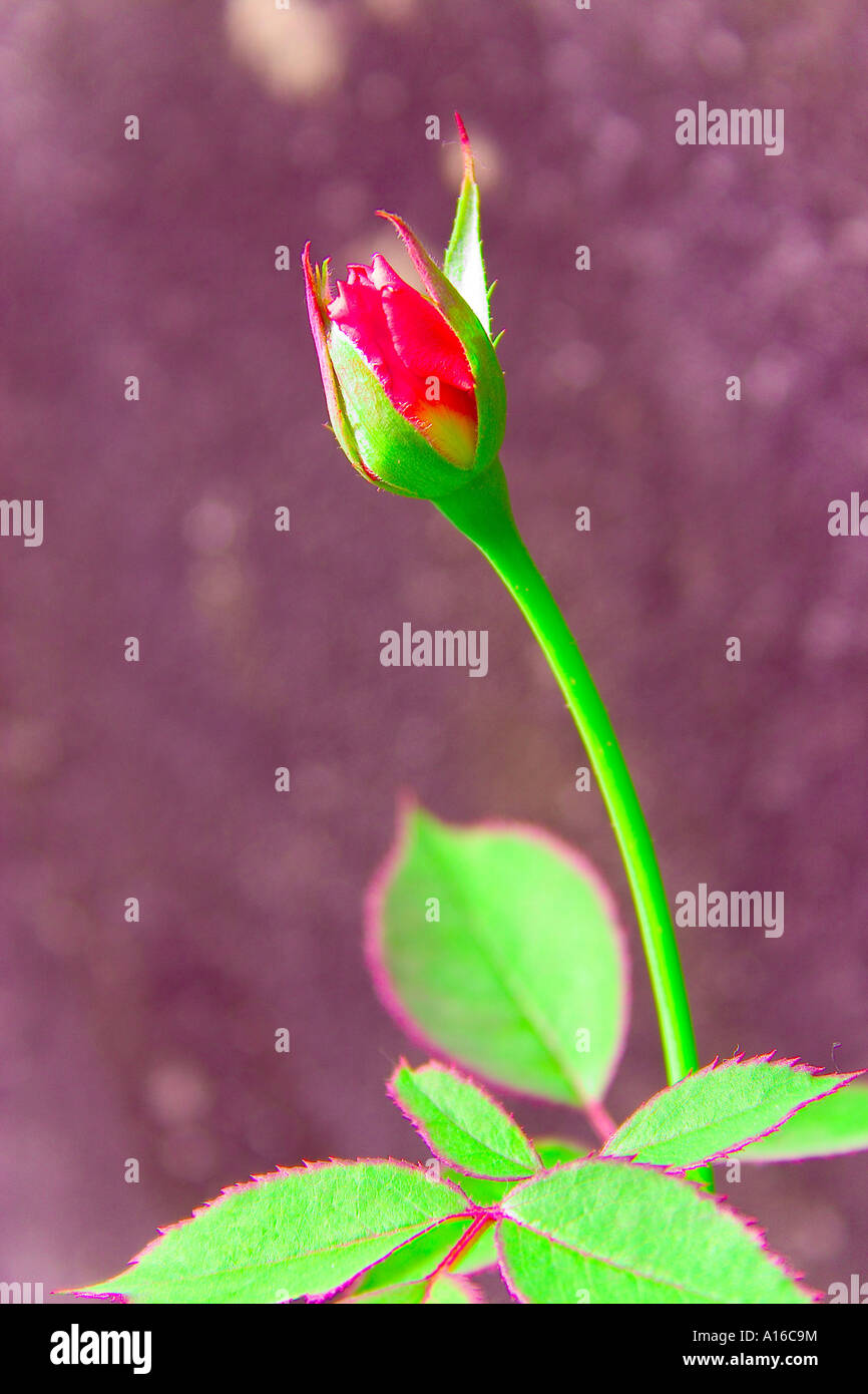 Flower red rose bud and green leaves close up Stock Photo - Alamy