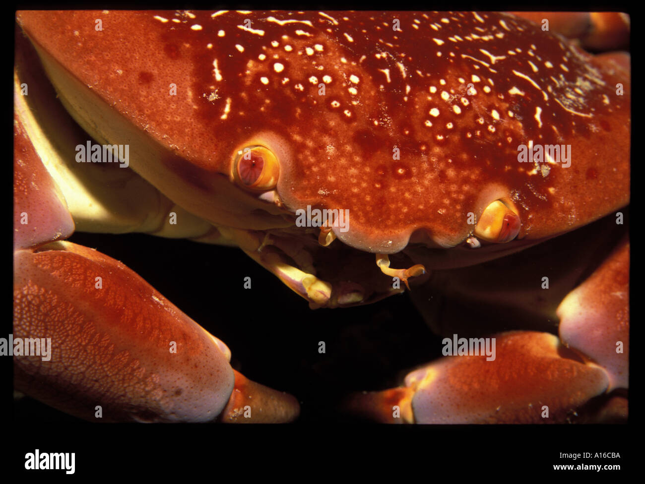 Batwing Crab Portrait Stock Photo - Alamy