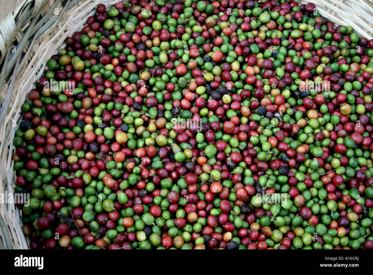 ripe coffee crop in basket , Kpalime Stock Photo - Alamy