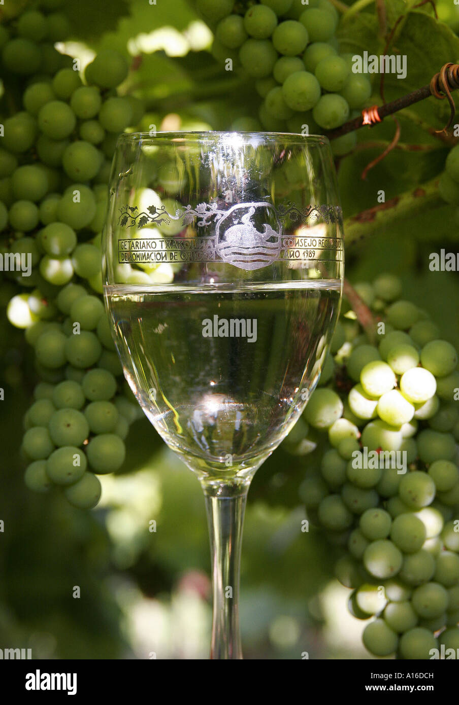 Txakoli wine Typical Basque white wine Basque Country Spain Stock Photo ...