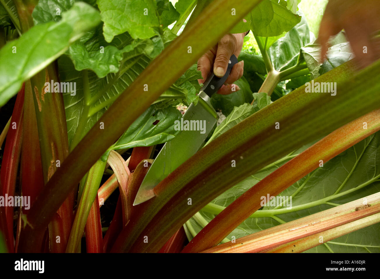 Rhubarb stalks being cut with a large knife Stock Photo - Alamy