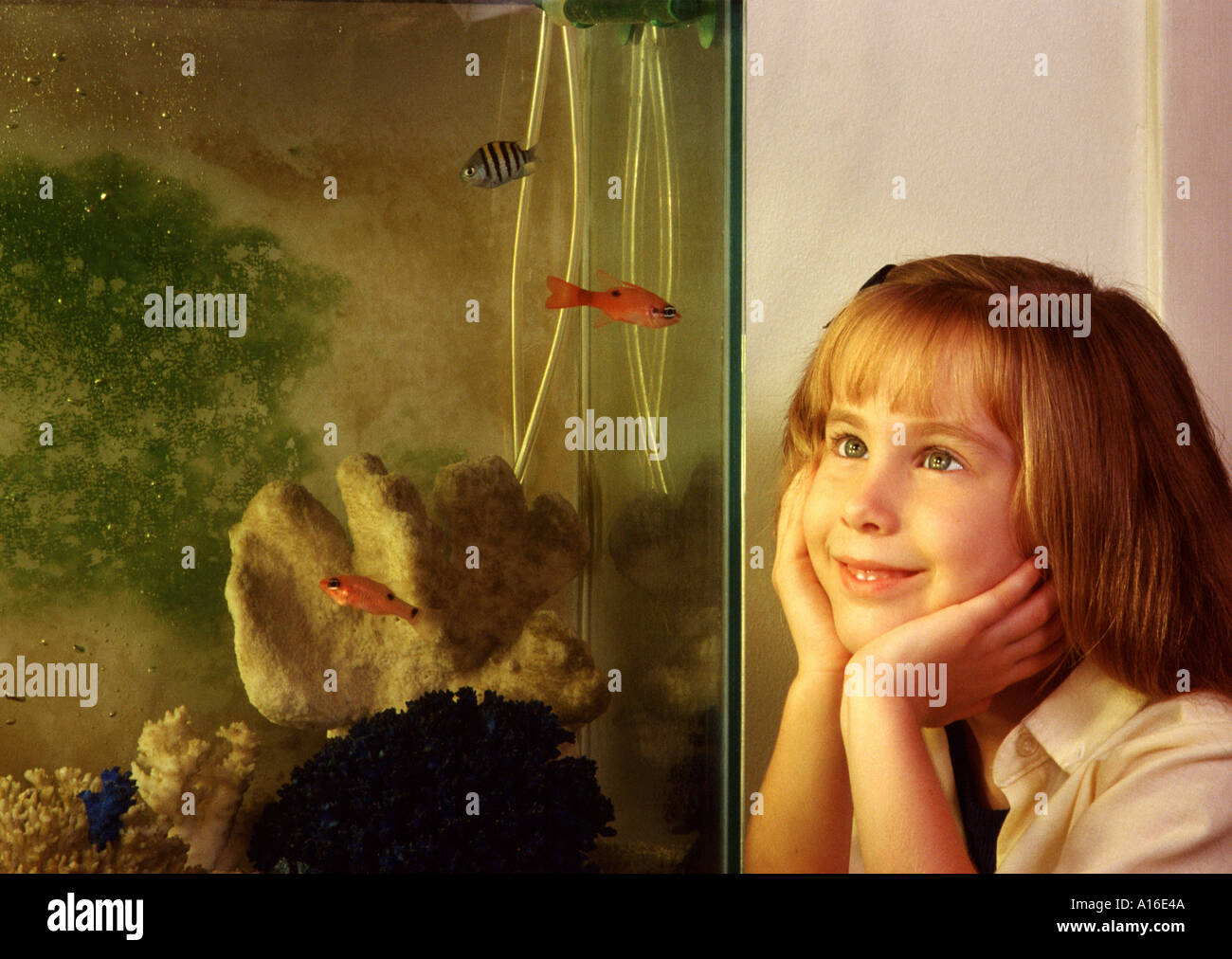 Learn in aquarium hi-res stock photography and images - Alamy