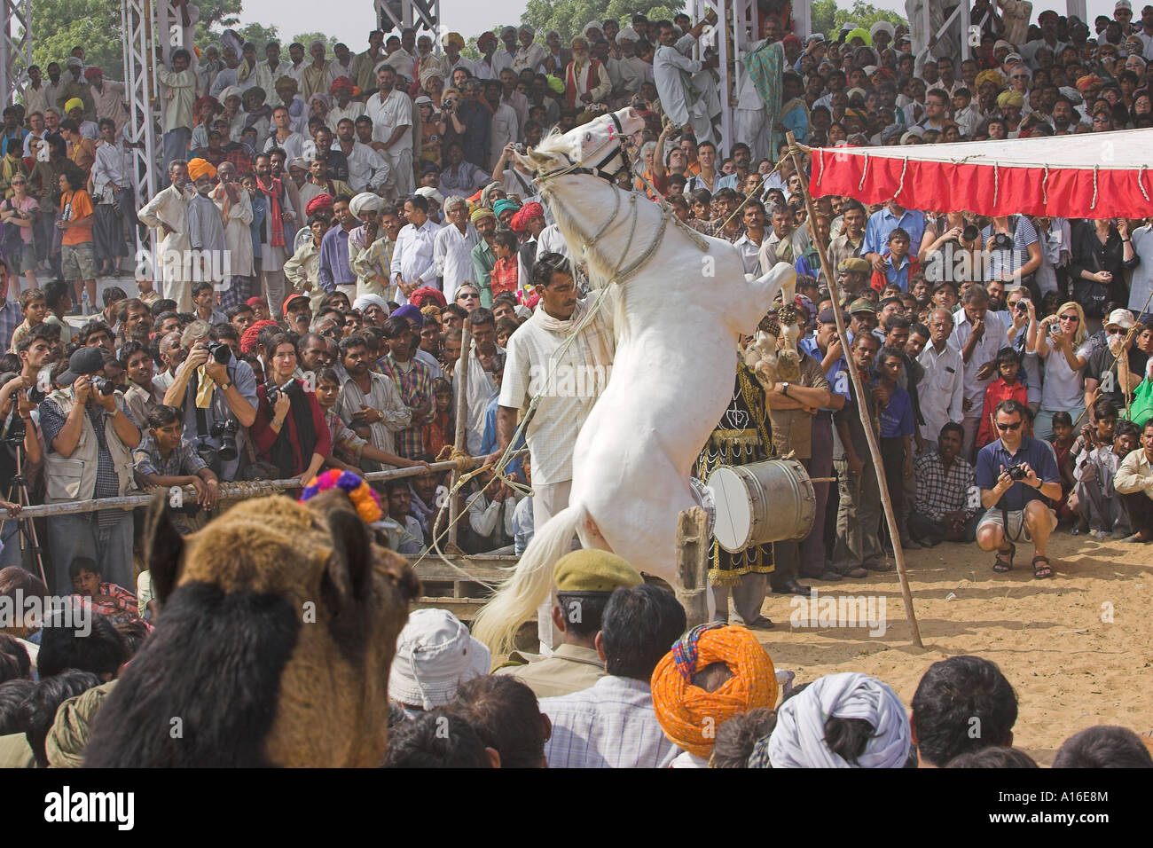 White horse pushkar fair rajasthan hi-res stock photography and images ...