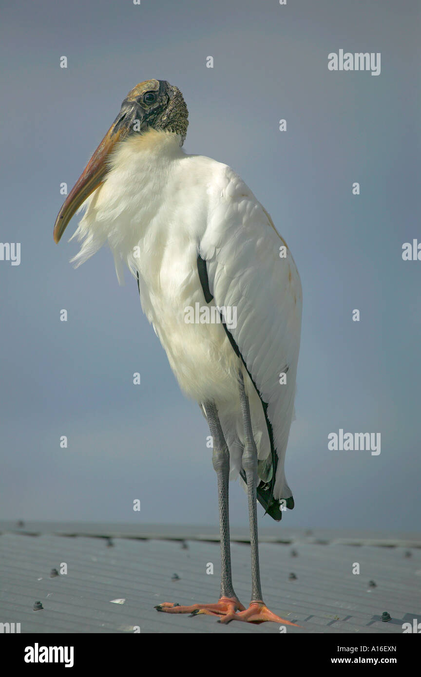 Wood stork bird perch hi-res stock photography and images - Alamy