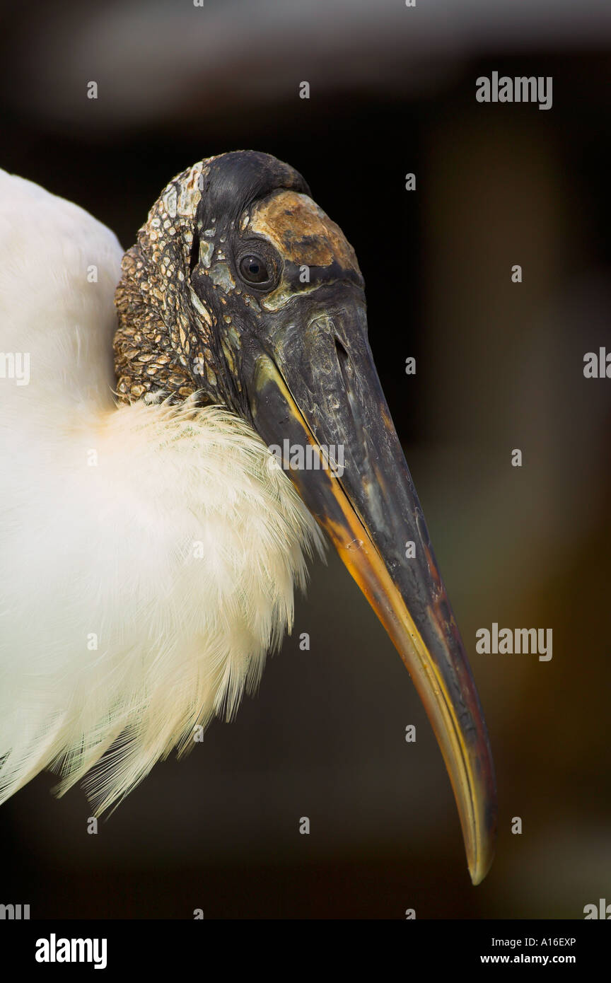 Wood stork bird perch hi-res stock photography and images - Alamy
