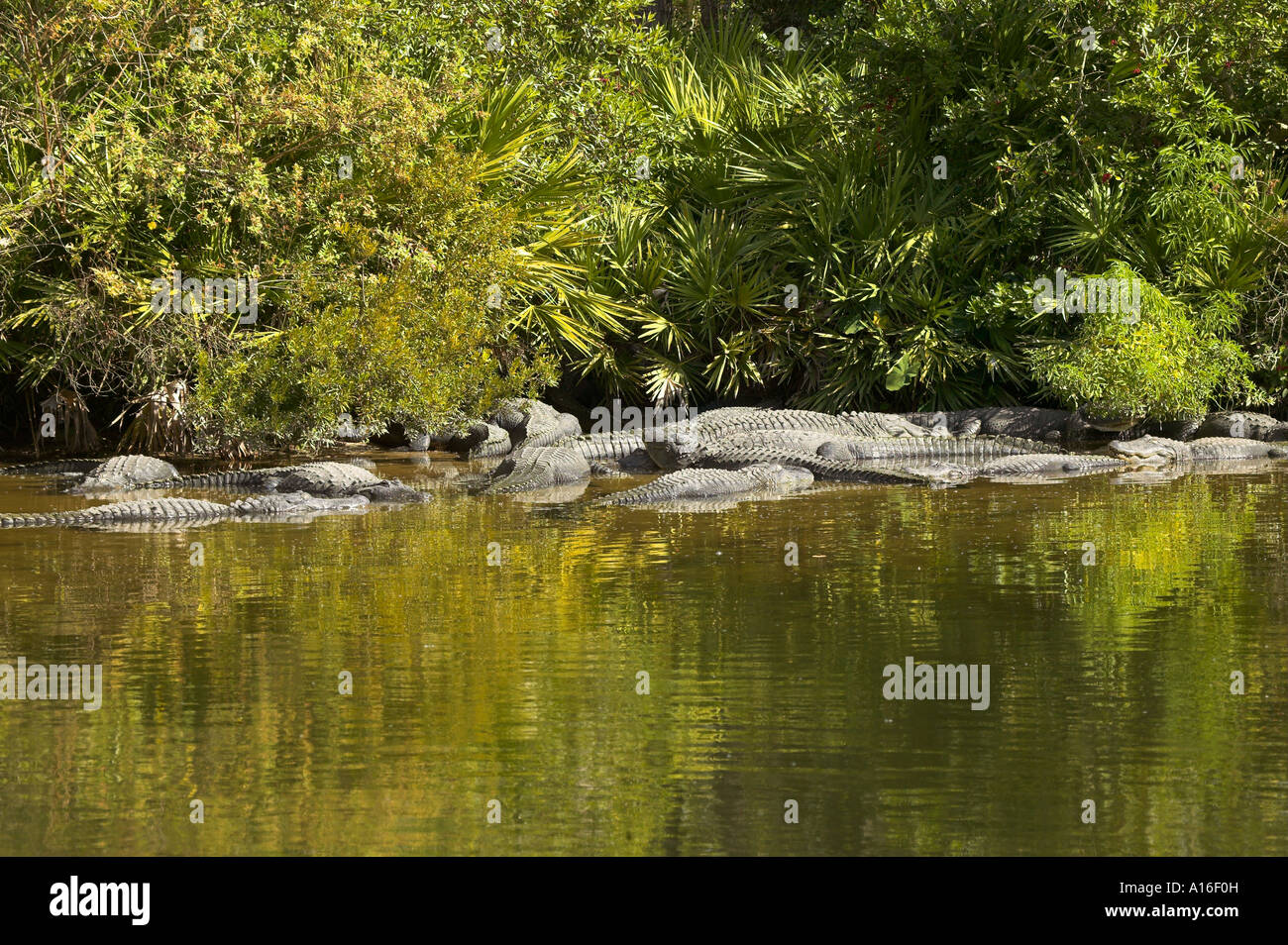 Gator group hi-res stock photography and images - Alamy