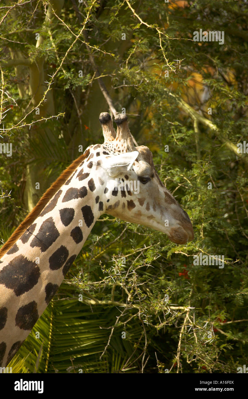 High of the giraffe hi-res stock photography and images - Alamy