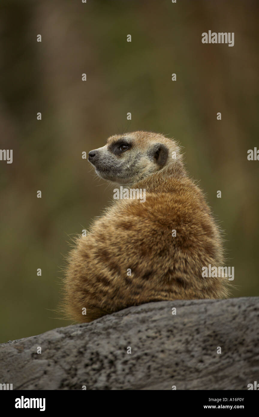 Meerkat guarding the family hi-res stock photography and images - Alamy