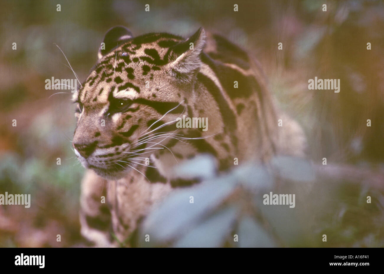 A Clouded Leopard, Neofelis nebulosa, a rare cat of Southeast Asia ...