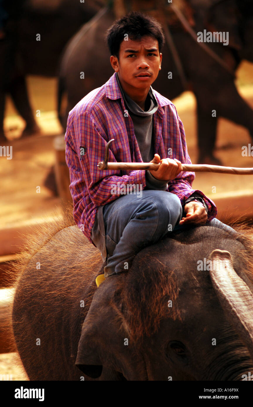 A worker sits atop his elephant holding a stick he uses to make it ...