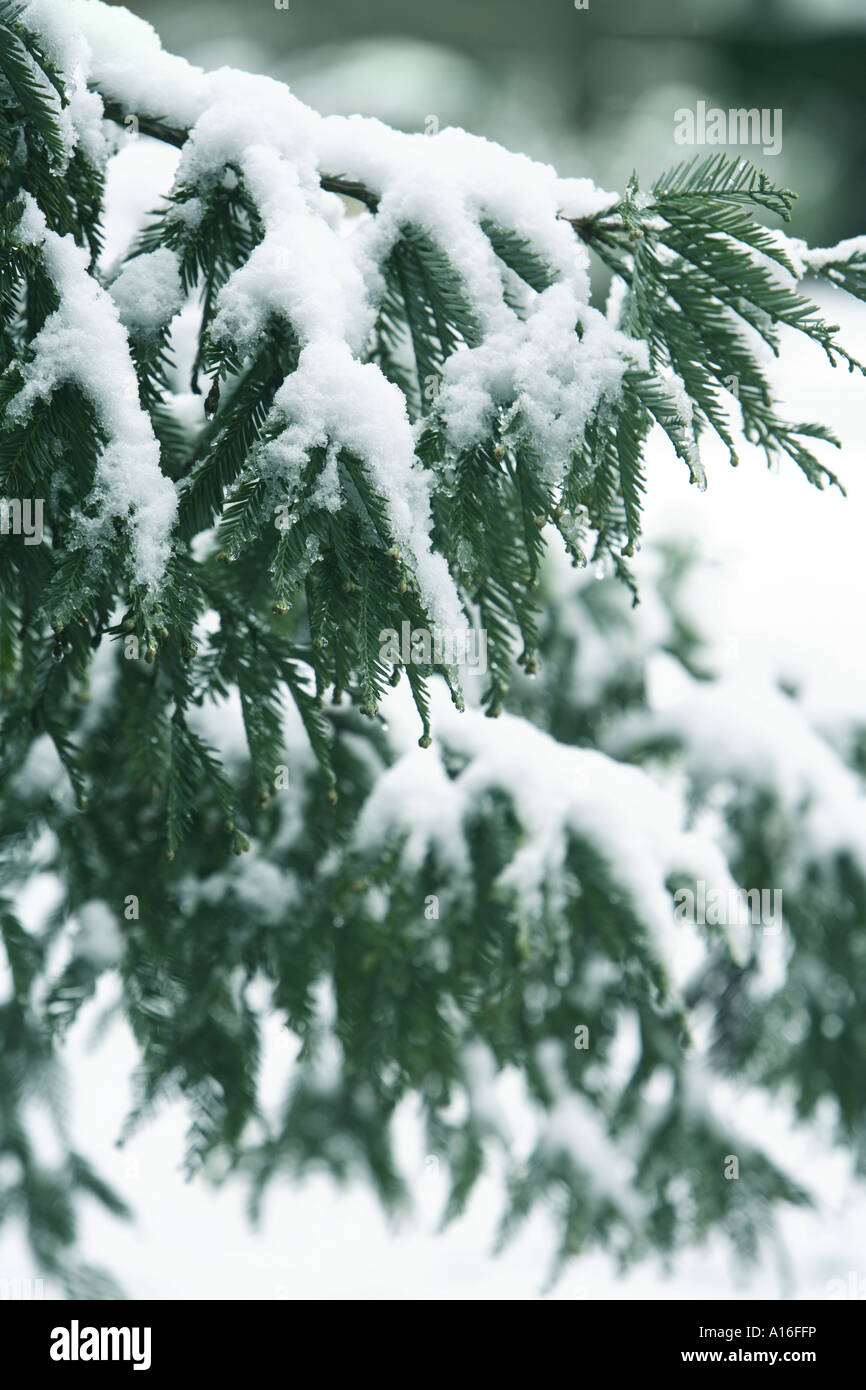 Limb of fir hi-res stock photography and images - Alamy