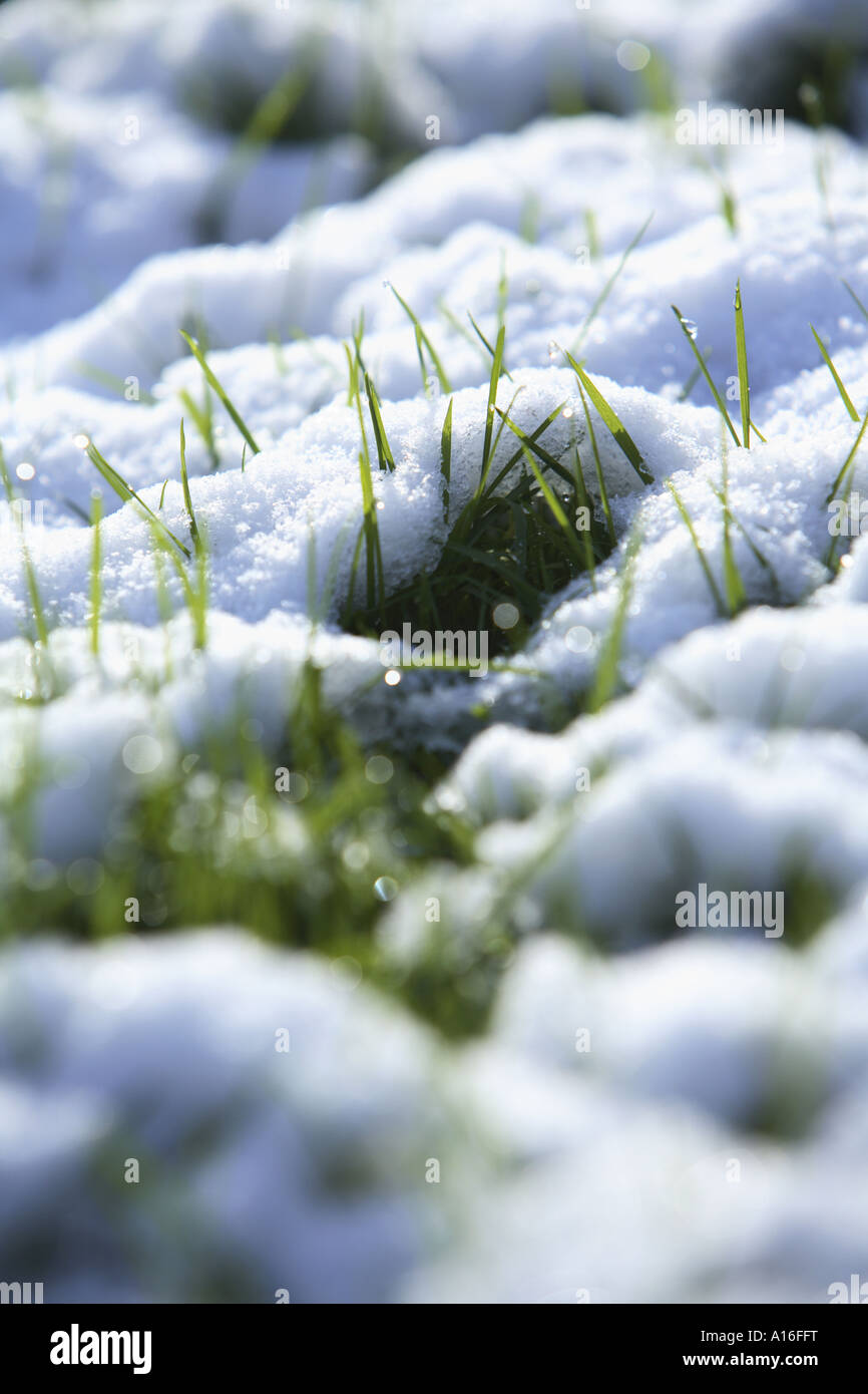 Grass sprouting hi-res stock photography and images - Alamy
