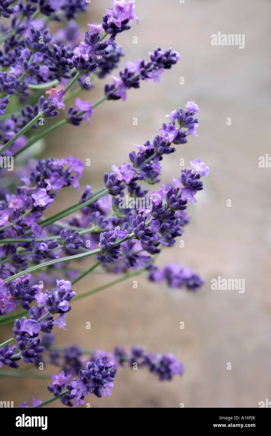Lavender or Lavandula angustifolia Stock Photo - Alamy