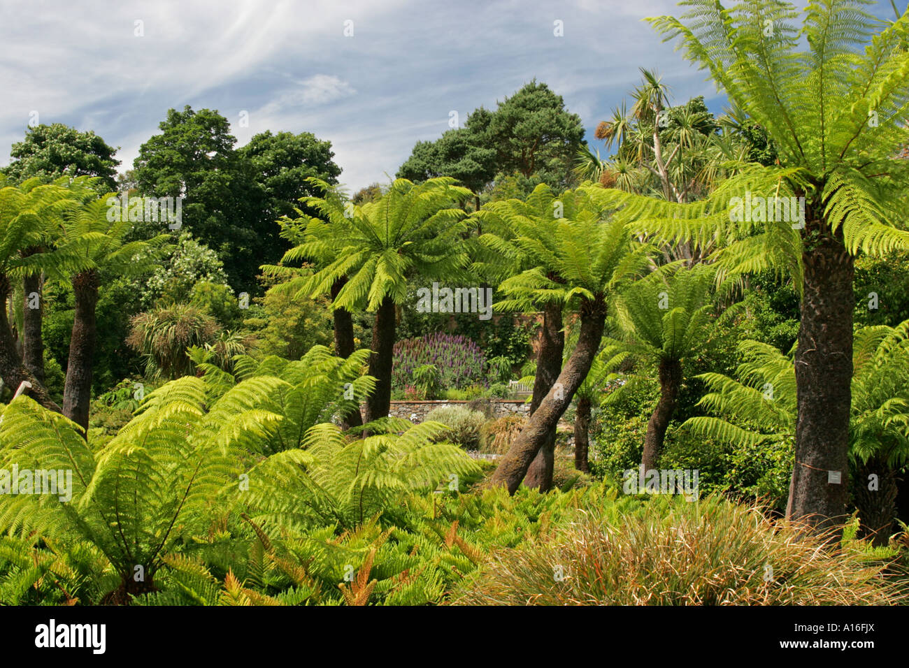 Dicksonia antarctica Tree Ferns at Logan Botanic Garden in Wigtownshire ...