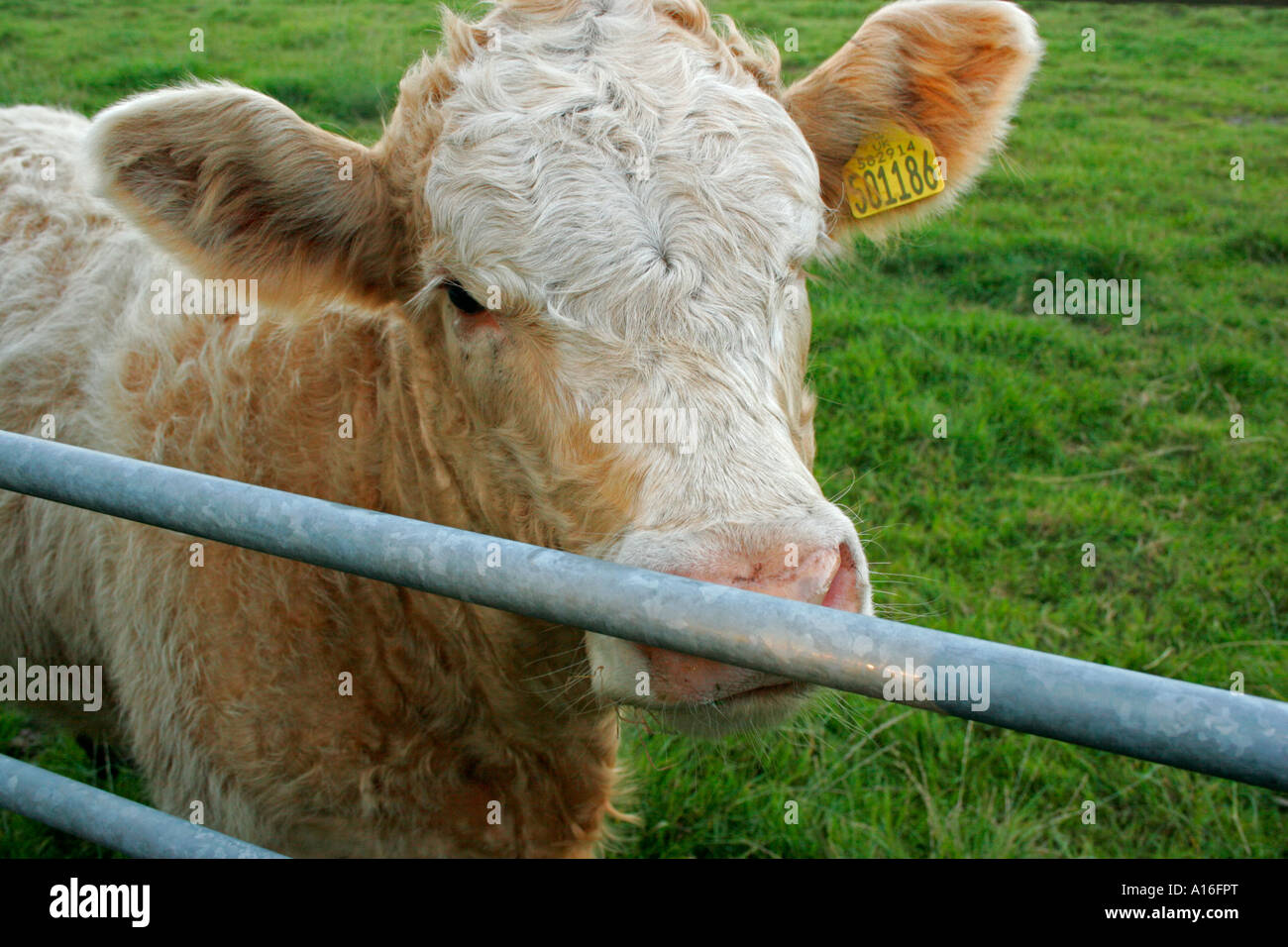 Cow at farm gate Stock Photo - Alamy