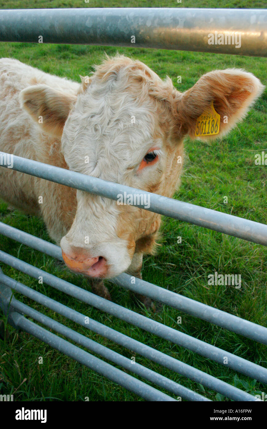 Cow at farm gate Stock Photo - Alamy