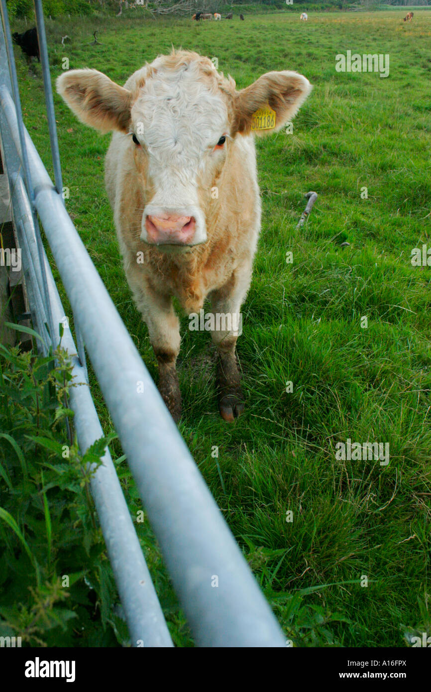 Cow at farm gate Stock Photo - Alamy