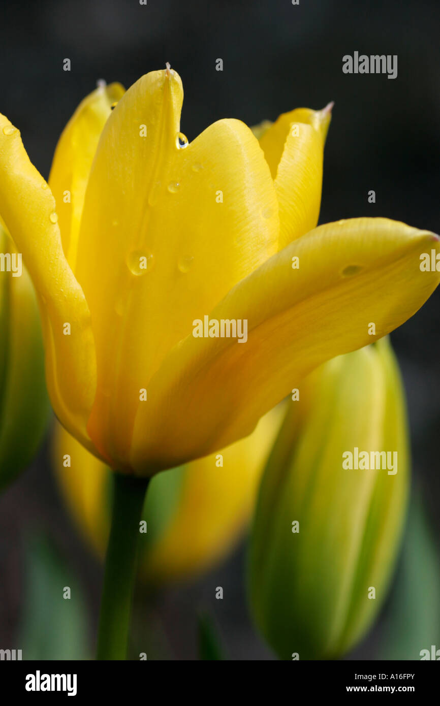 Yellow tulips close up Stock Photo - Alamy