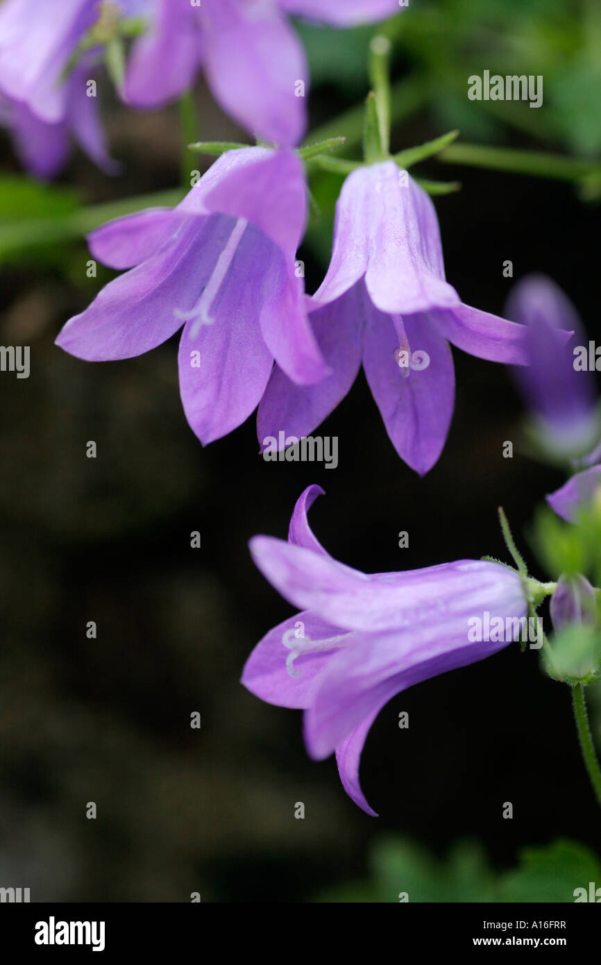 Dark blue bell shaped flowers hi-res stock photography and images - Alamy