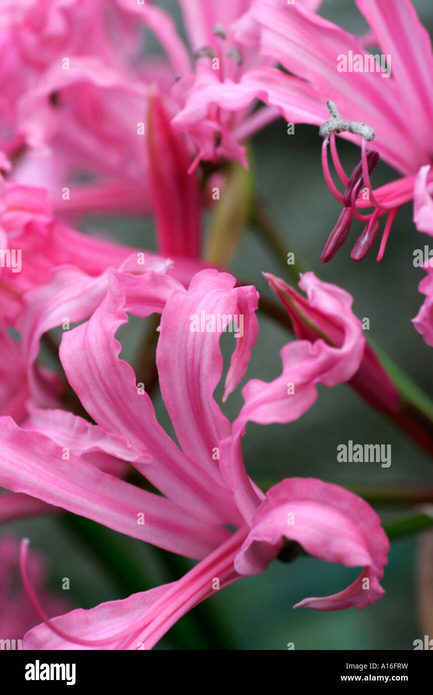 Nerine bowdenii bulb hi-res stock photography and images - Alamy