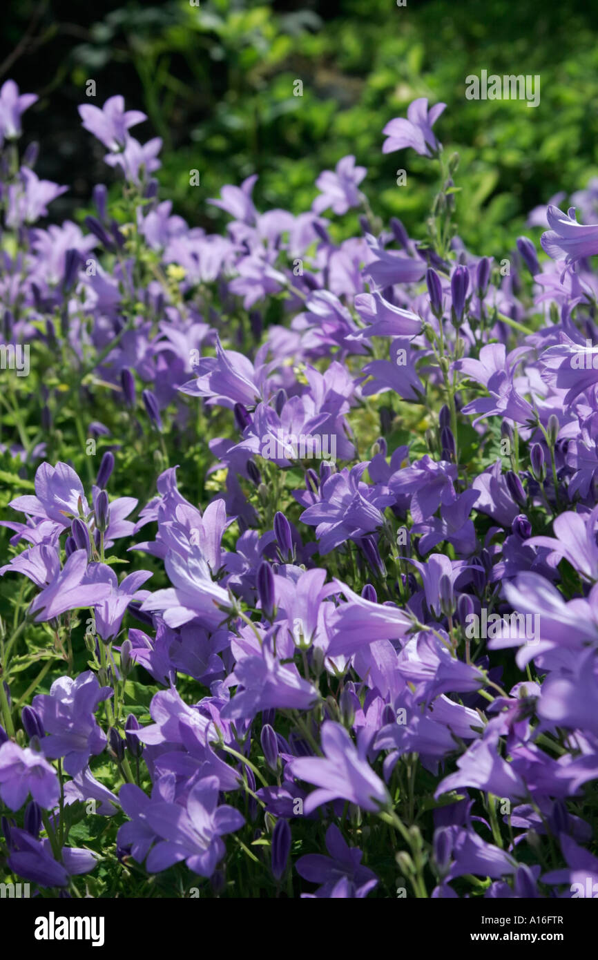 Campanula portenschlagiana flowers Stock Photo - Alamy