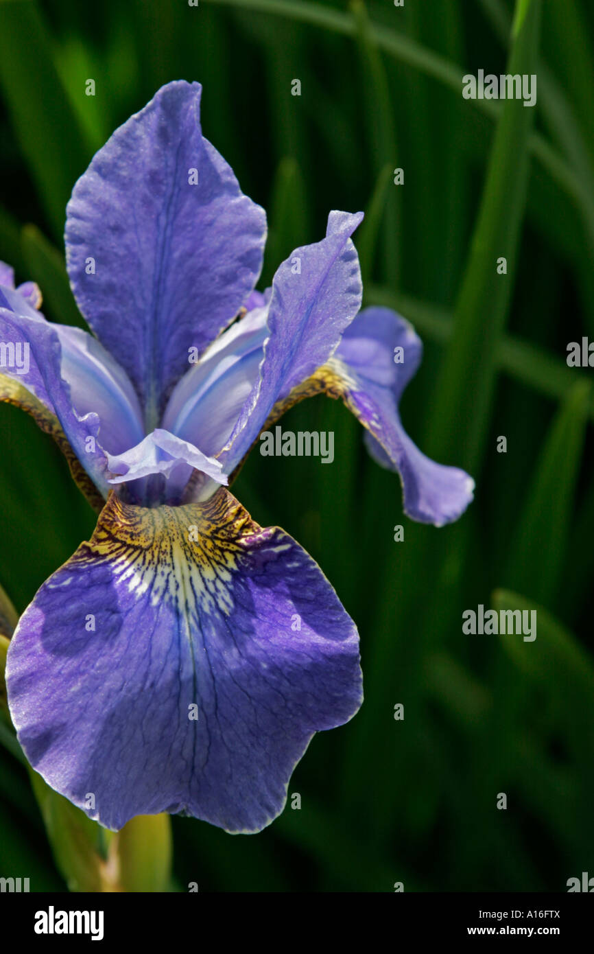 Iris sibirica Silver Edge flower Stock Photo - Alamy