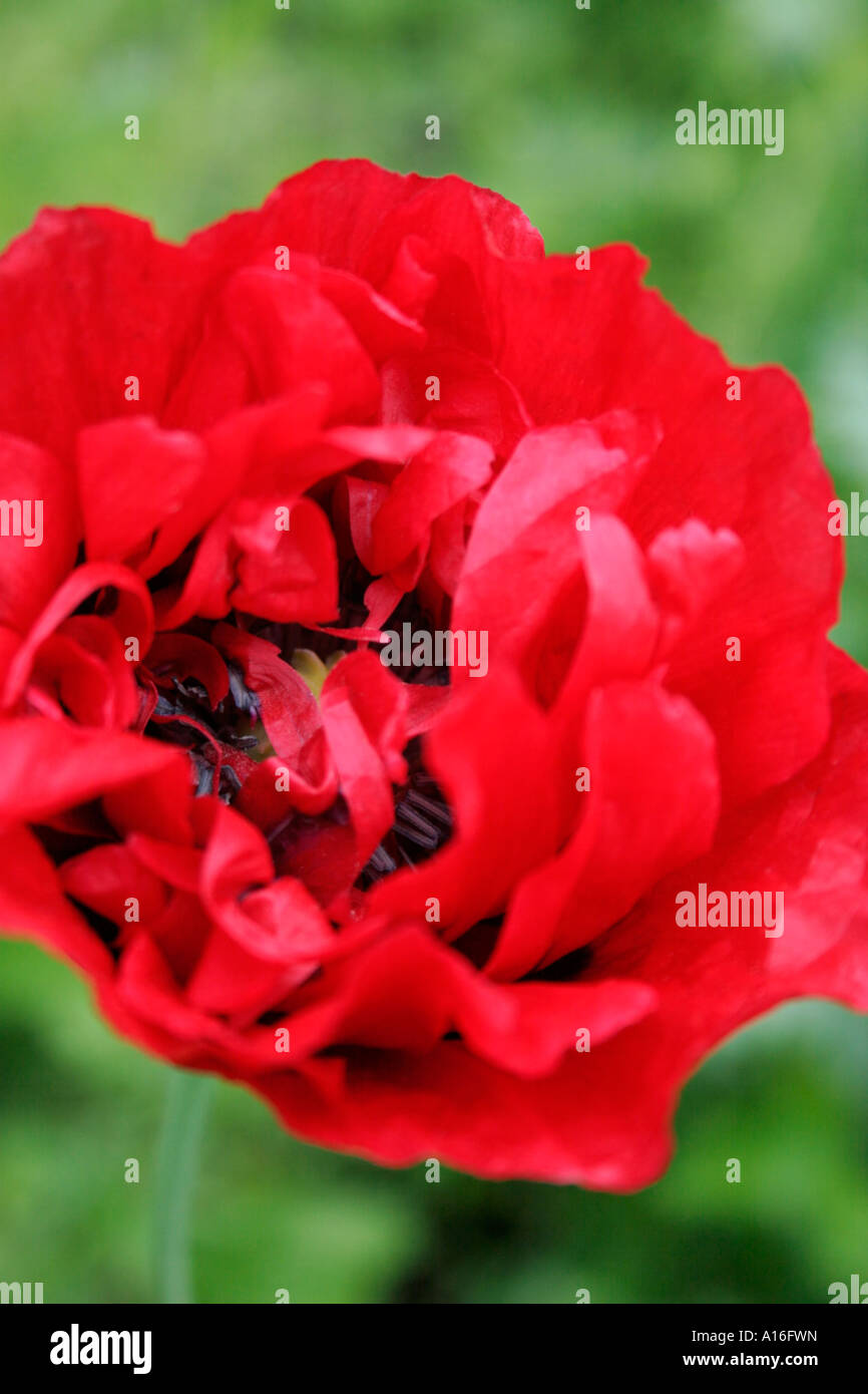 Red poppy flower Stock Photo - Alamy