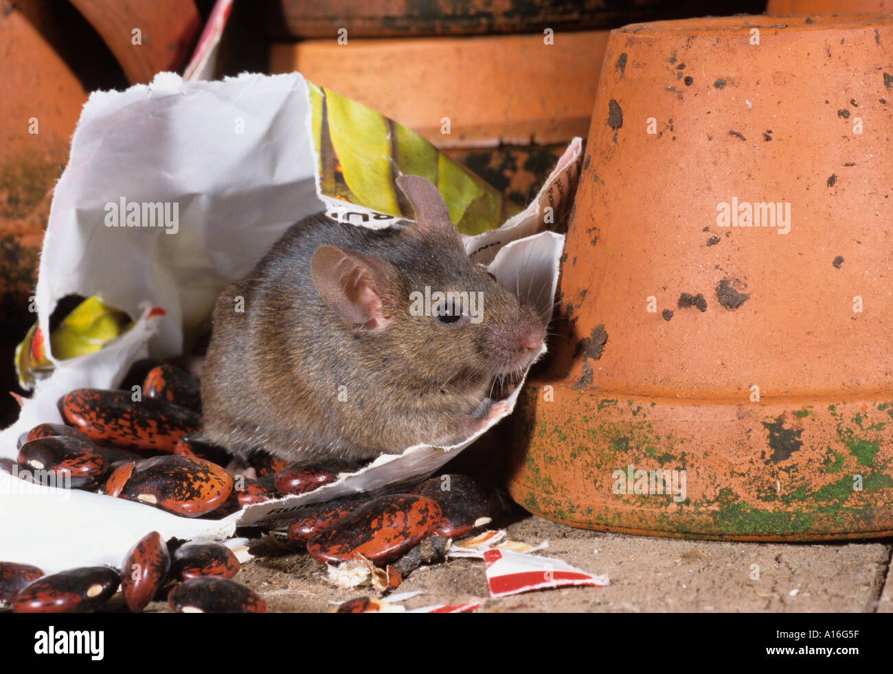 House Mouse Mus musculus eating stored seed in gardeners potting shed ...