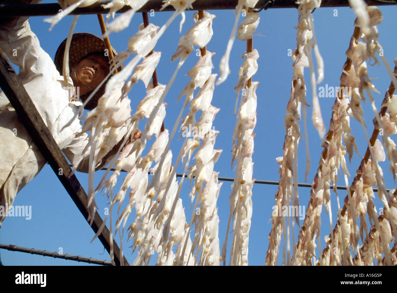 drying cuttlefish in Hong Kong Stock Photo - Alamy