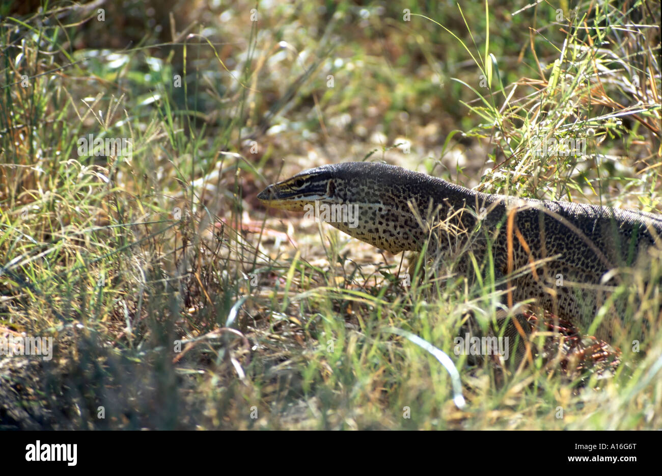 Goanna lizard australia hi-res stock photography and images - Alamy