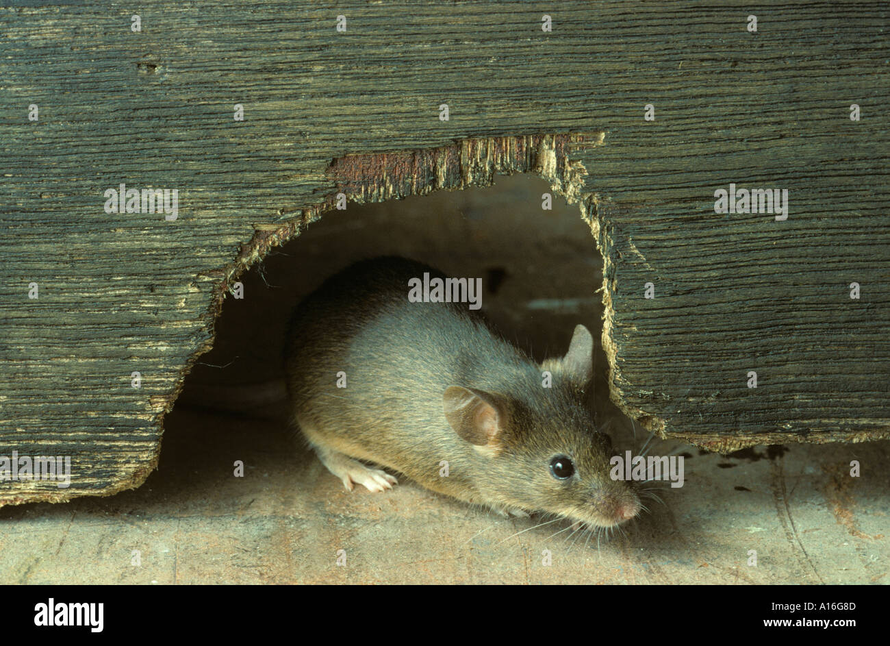 Small garden climbers pots hi-res stock photography and images - Alamy