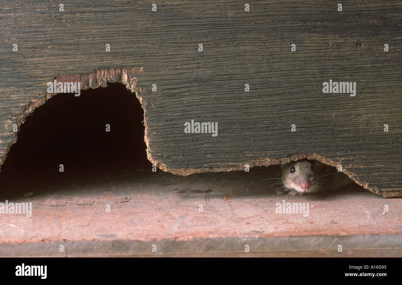 Small garden climbers pots hi-res stock photography and images - Alamy