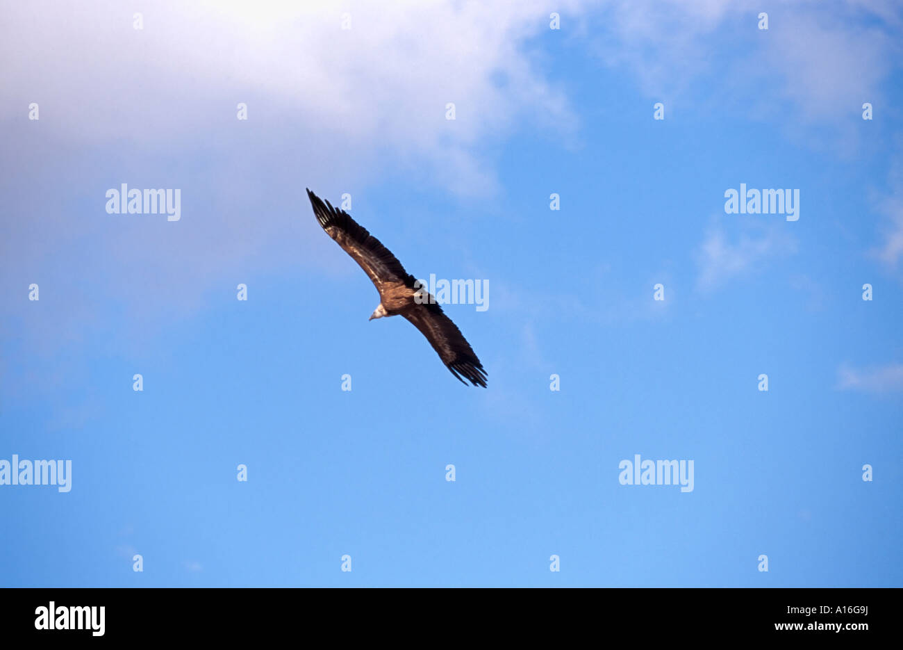 eagle in flight Stock Photo - Alamy