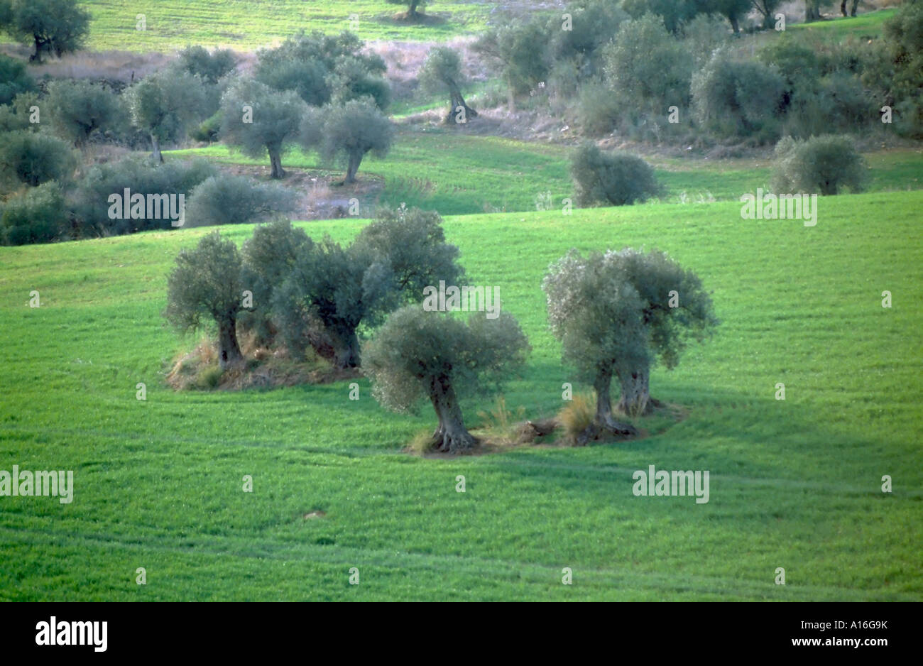 grove of olive trees in spring Stock Photo - Alamy