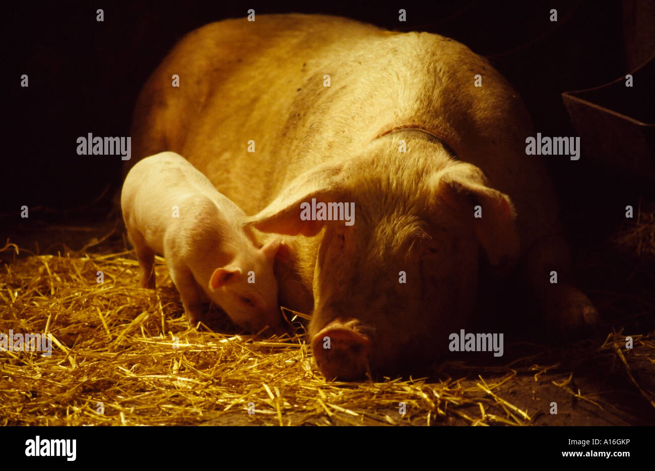 Pig farming growing pigs hi-res stock photography and images - Alamy