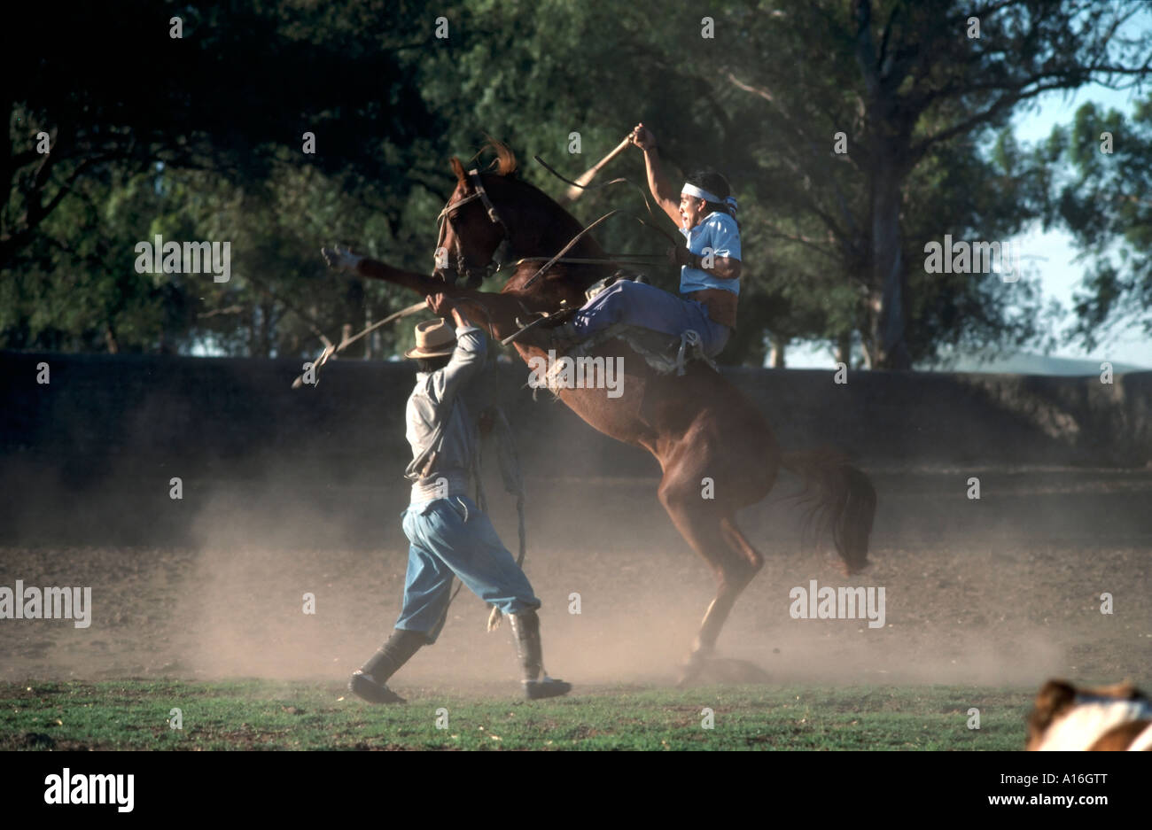 breaking in a horse Argentina Stock Photo - Alamy