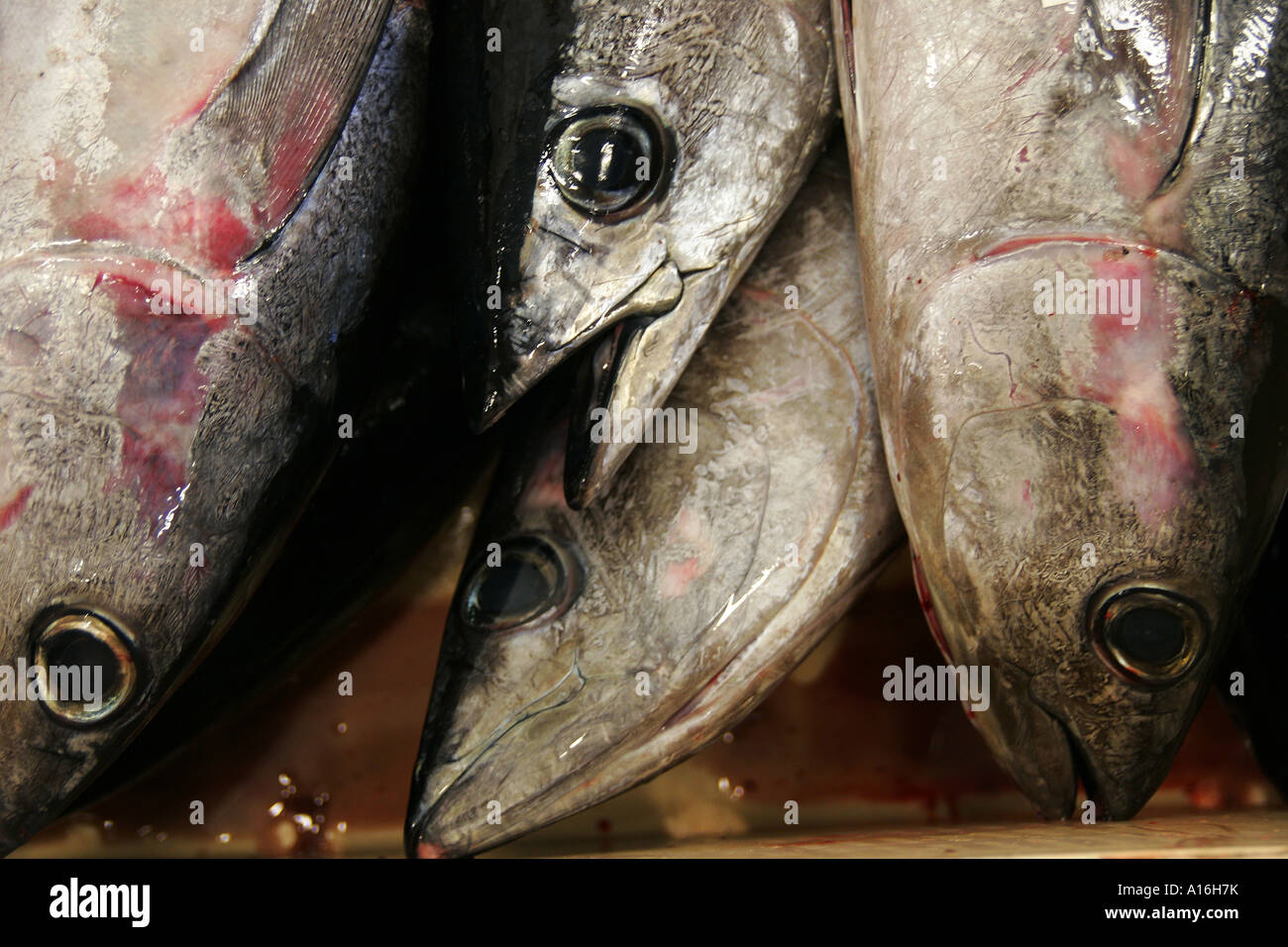 Tuna fish raw seafood mouth hi-res stock photography and images - Alamy