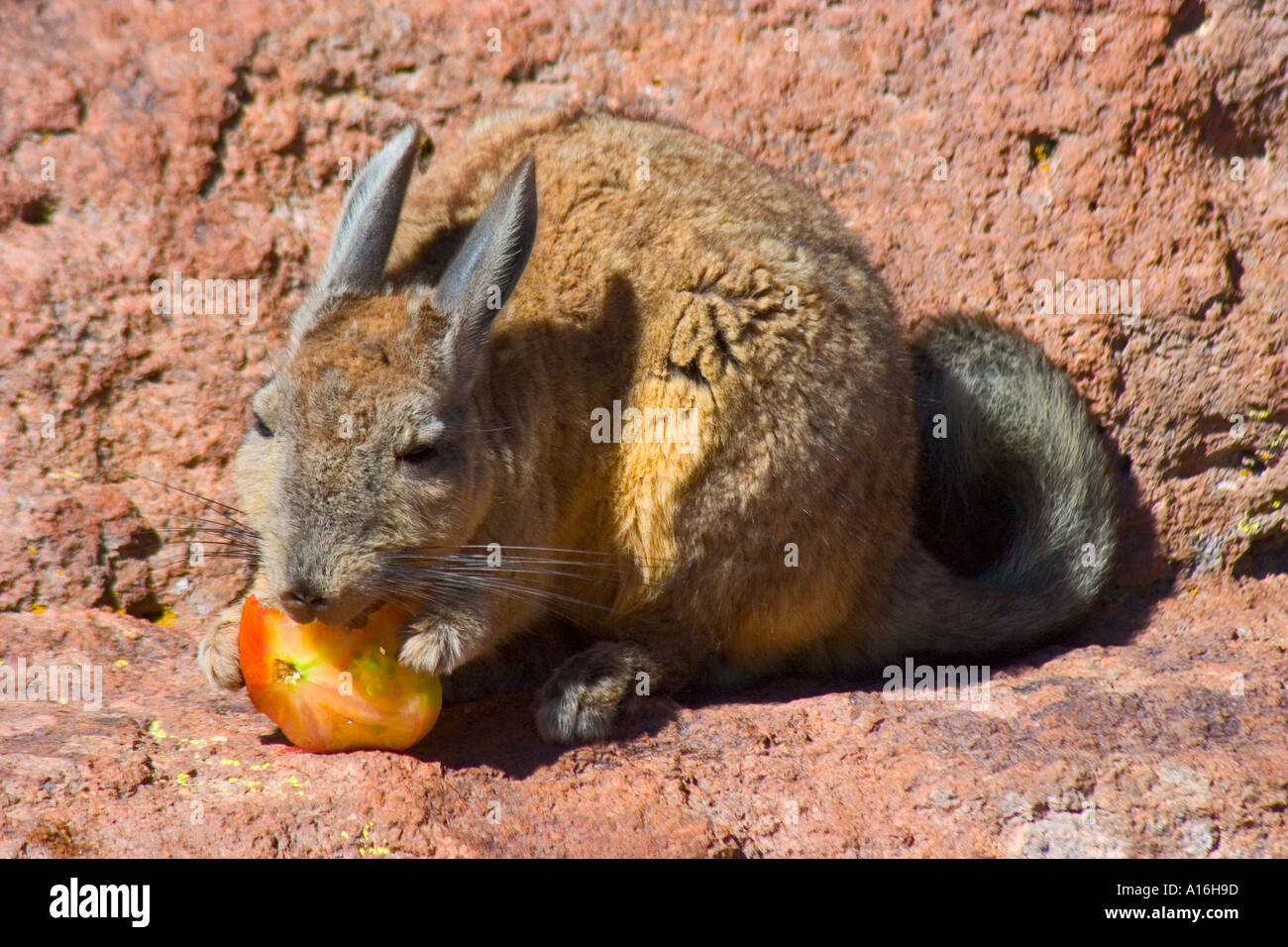 Viscacha little rabbit common in the Andes Southwest Bolivia Stock ...