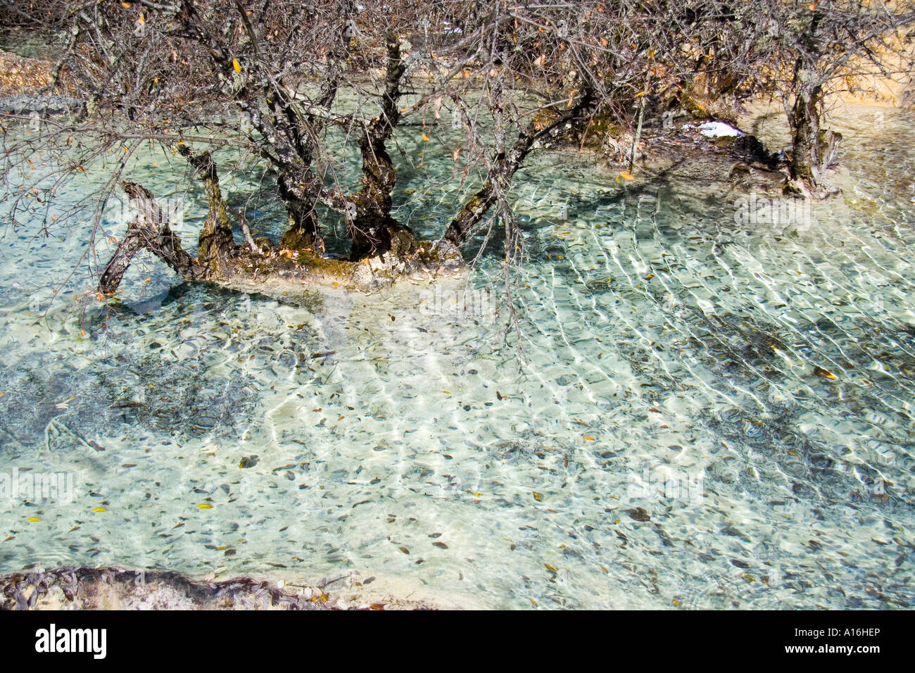 Calcification Pools at HuangLong,China Stock Photo - Alamy