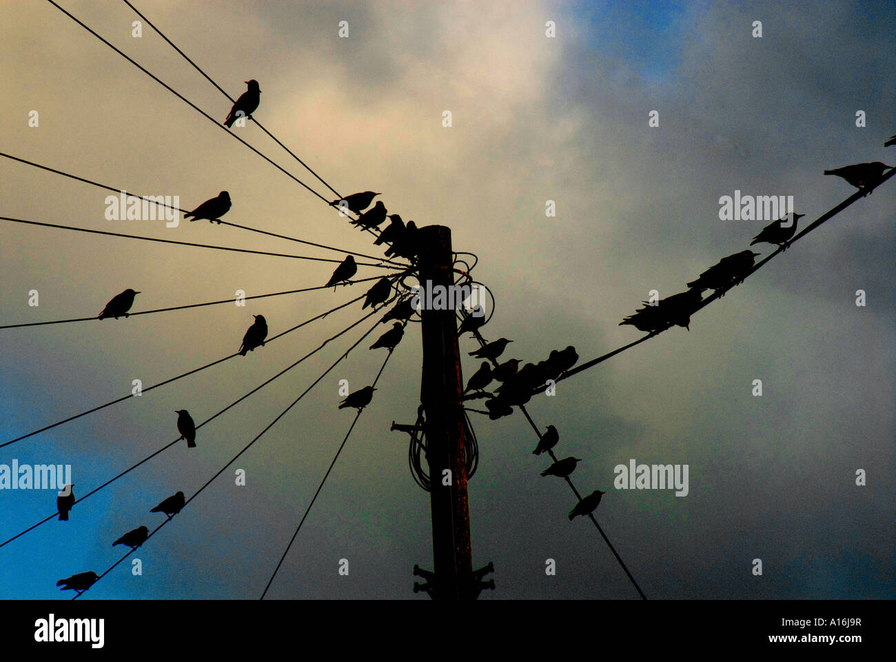 Birds on a Wire Stock Photo - Alamy