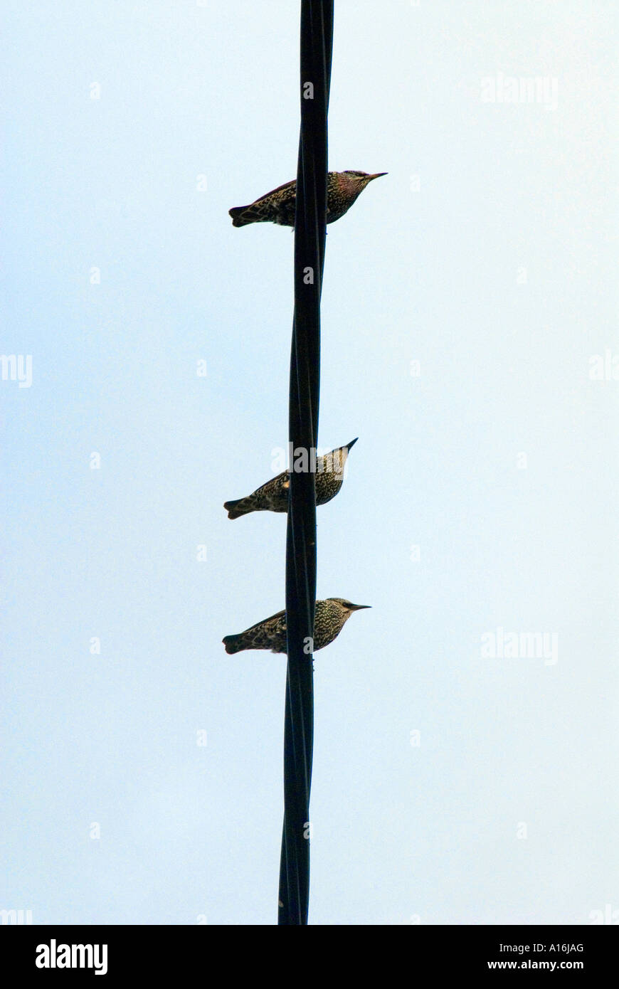 Three birds on a wire hi-res stock photography and images - Alamy