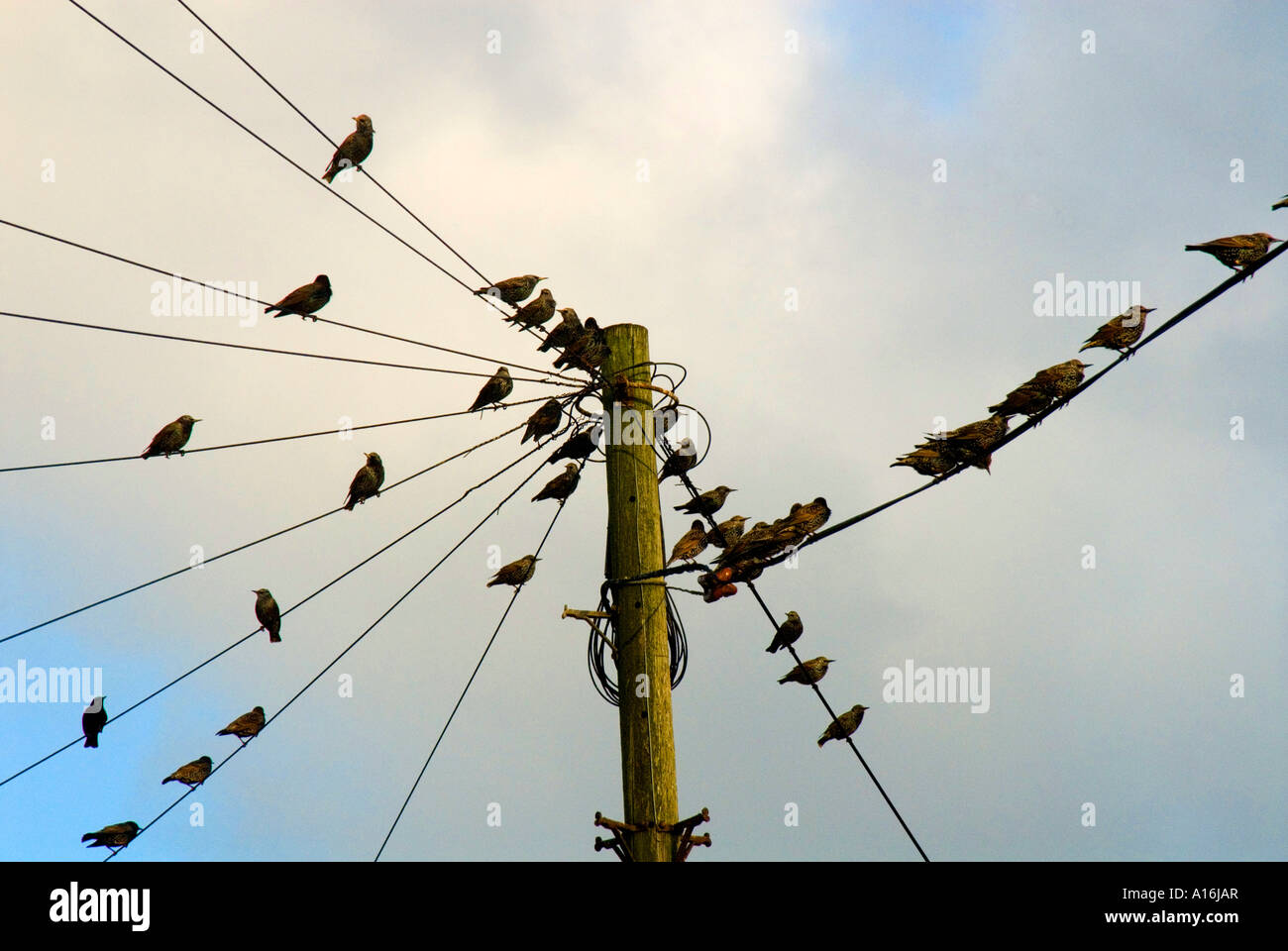 Birds on a Wire Stock Photo - Alamy