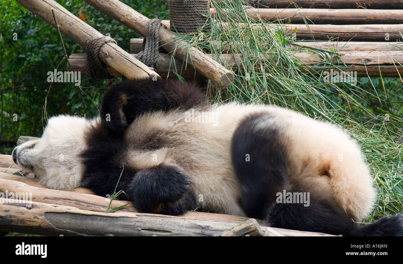 The giant panda at Chengdu Research Base, China Stock Photo - Alamy