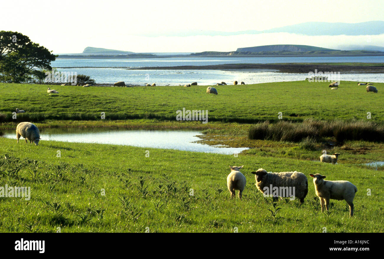 Irish farmer and sheep hi-res stock photography and images - Alamy
