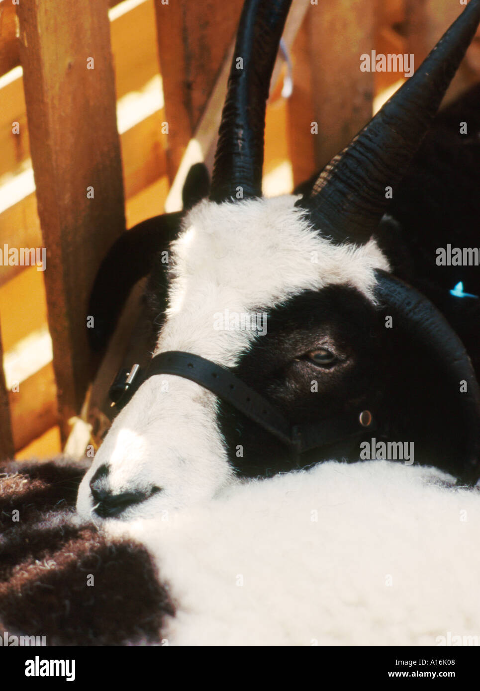 Jacob ewe hi-res stock photography and images - Alamy