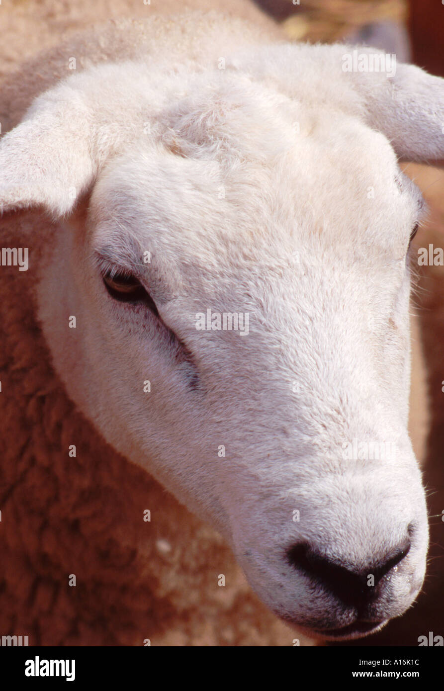 English sheep breed hi-res stock photography and images - Alamy