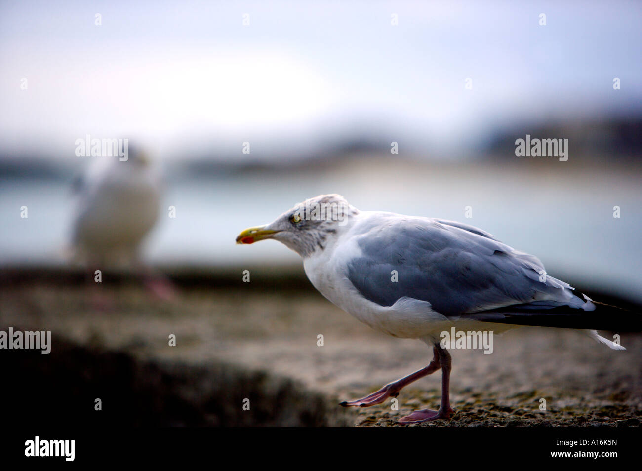 Seagull menace hi-res stock photography and images - Alamy